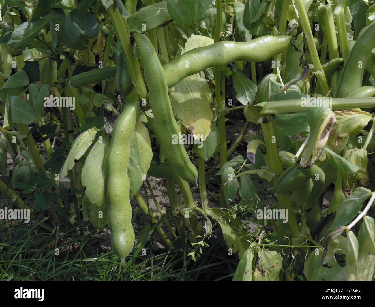 Broad Bean (Vicia faba) pods, het Bildt, Netherlands Stock Photo - Alamy