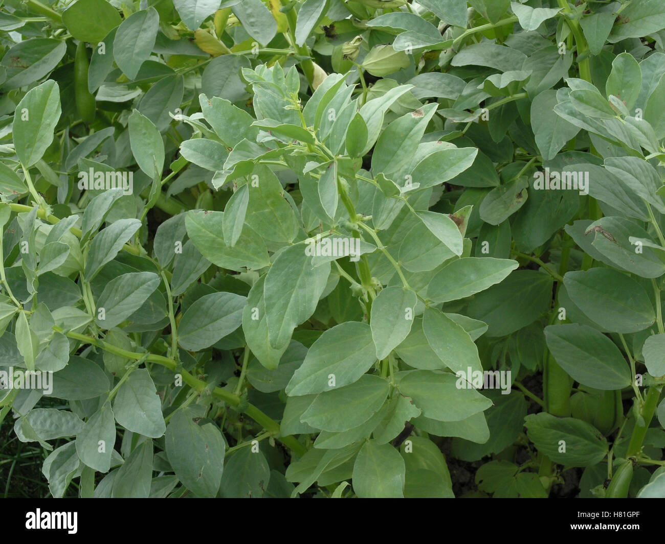 Broad Bean (Vicia faba)plants, het Bildt, Netherlands Stock Photo - Alamy