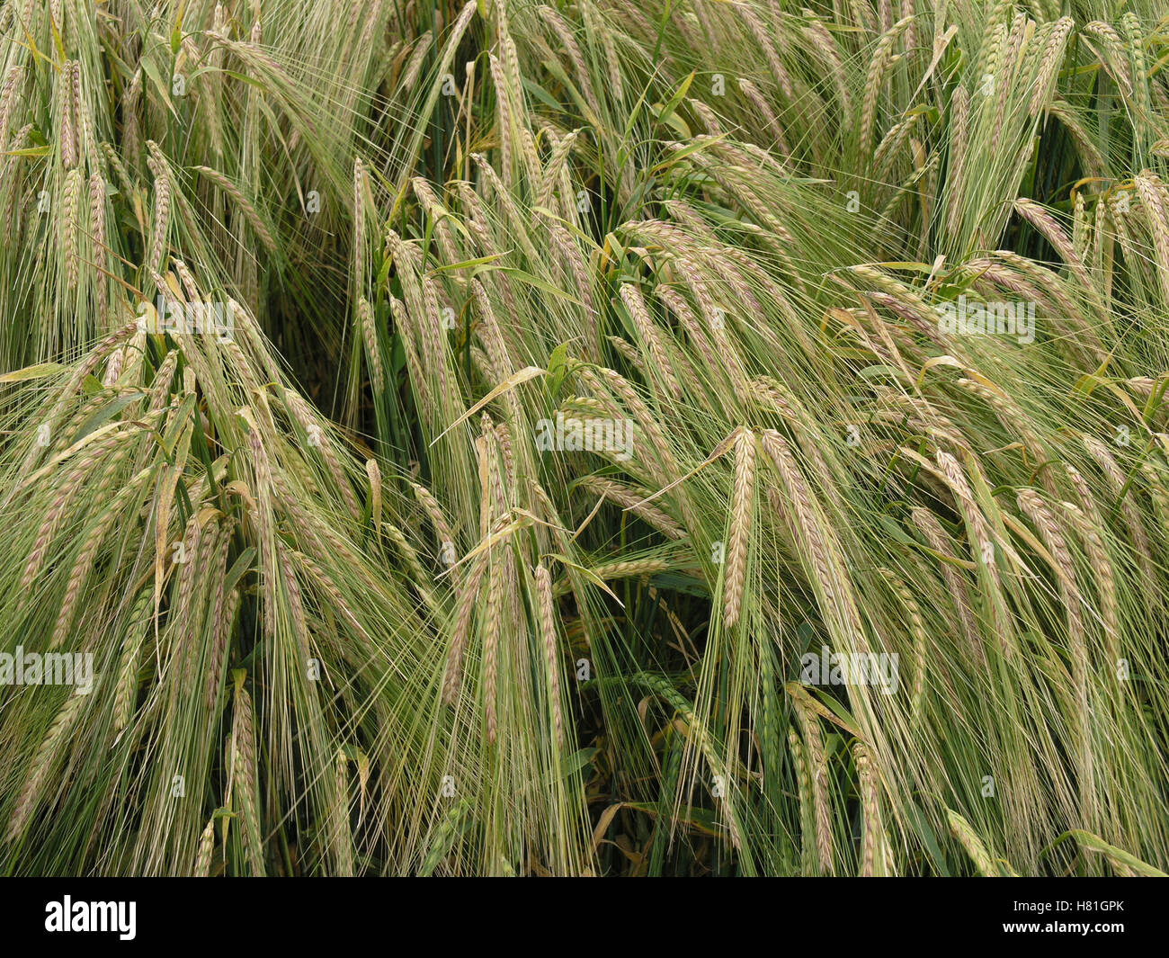 Common Wheat (Triticum aestivum) heads, het Bildt, Netherlands Stock ...