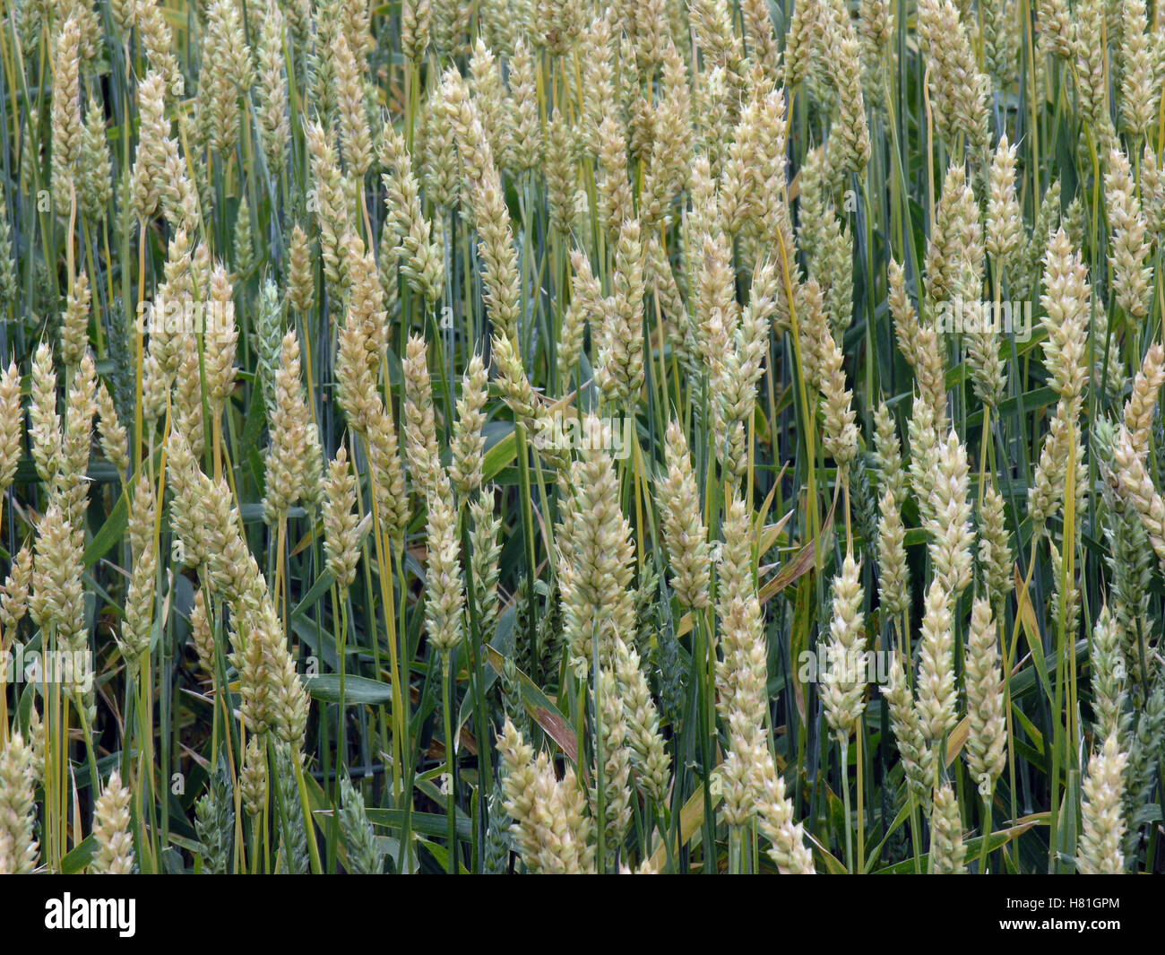 Common Wheat (Triticum aestivum) heads, het Bildt, Netherlands Stock ...