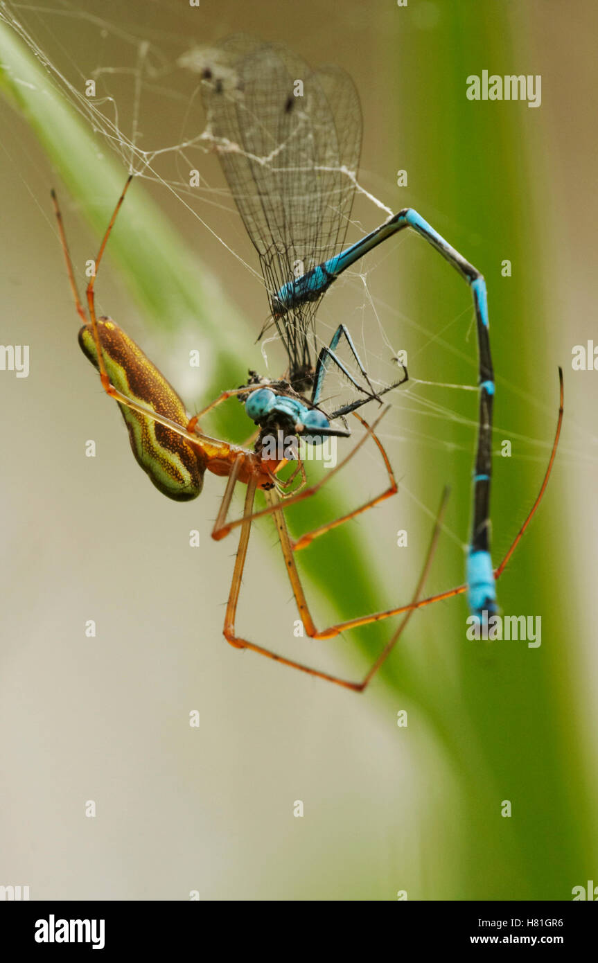 Longjawed Orb Weaver (Tetragnathidae) spider beheading a Variable ...