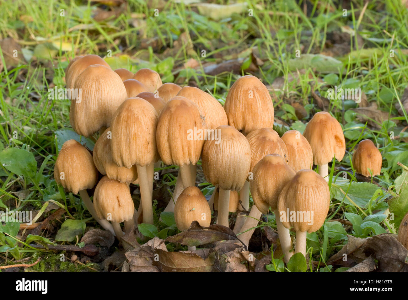 Mica Inky Cap (Coprinellus micaceus) mushroom cluster, Wirdum ...