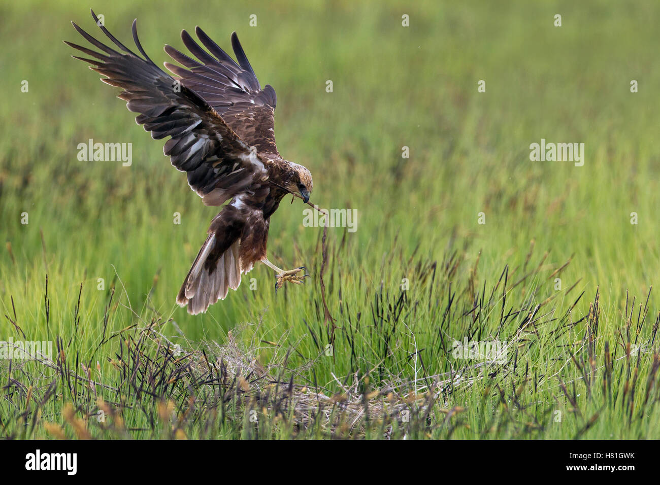 Western Marsh-Harrier (Circus aeruginosus) bringing sticks back to nest ...