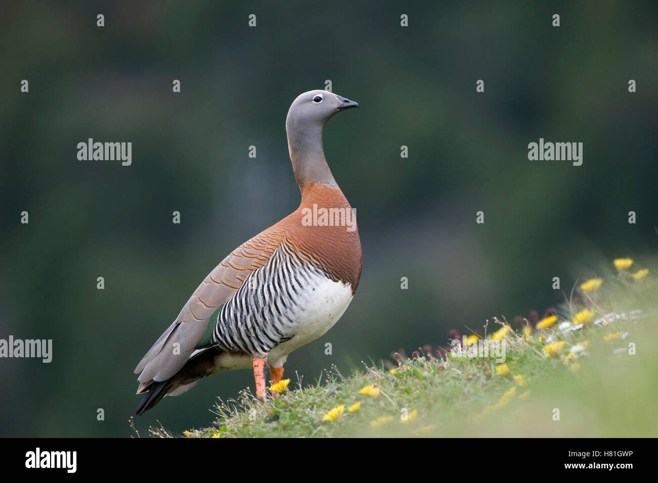 Ashy-headed Goose (Chloephaga poliocephala), Ushuaia, Argentina Stock ...