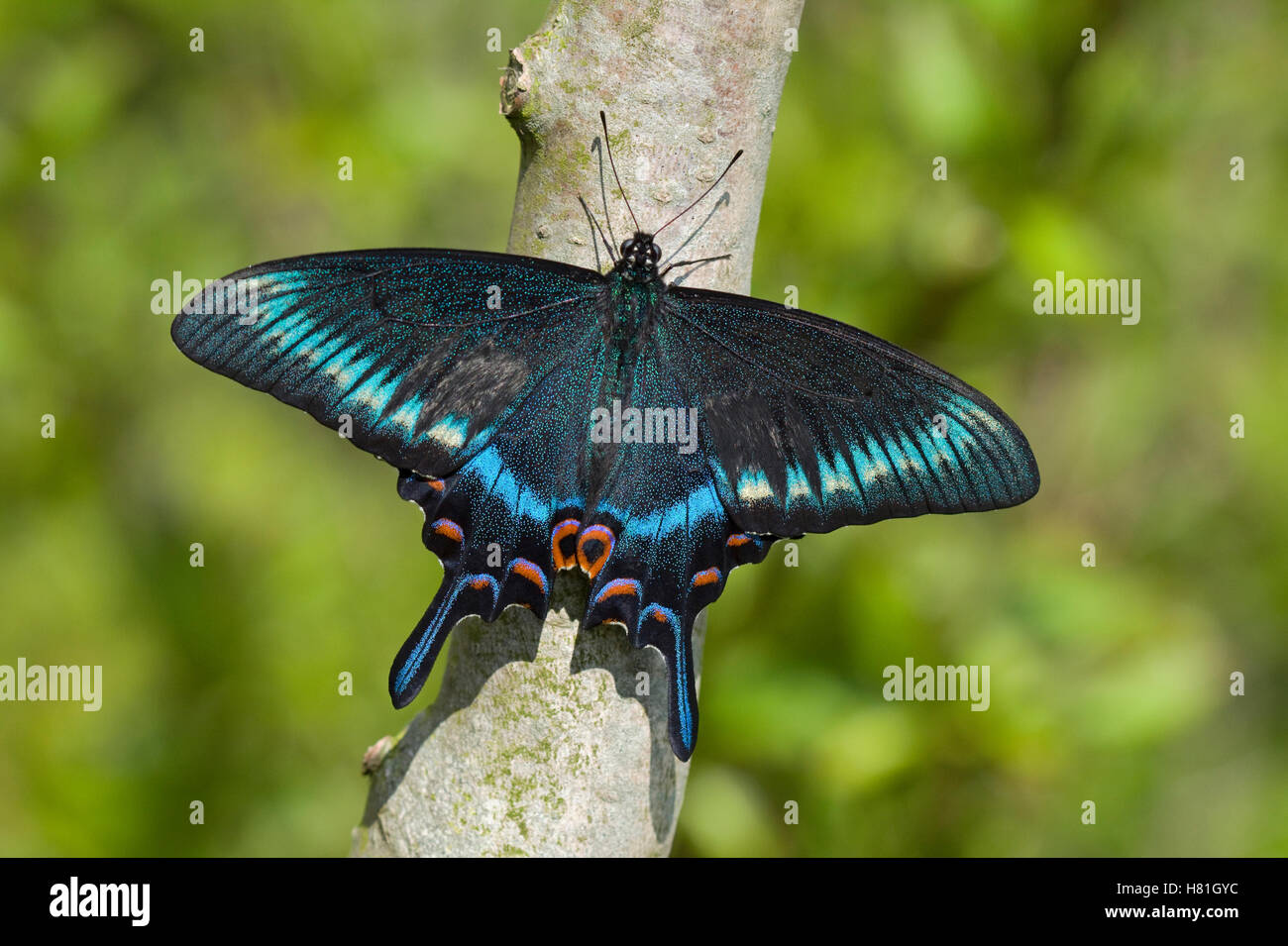 Swallowtail (Papilio maackii) butterfly, Europe Stock Photo - Alamy