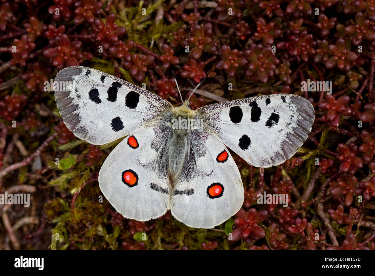 Mountain Apollo (Parnassius apollo) butterfly male, Germany Stock Photo ...