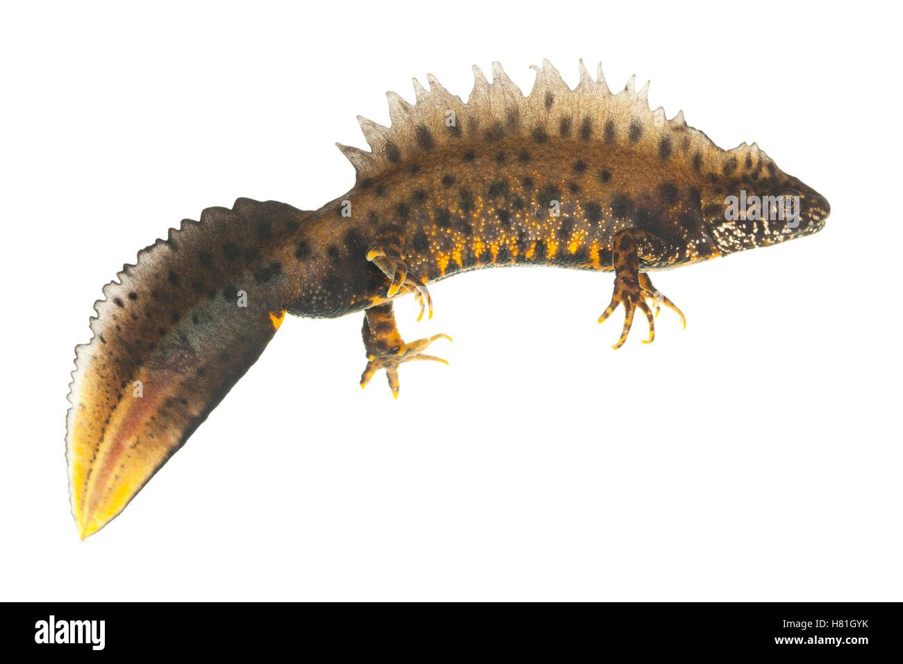 Great Crested Newt (Triturus cristatus) male, Netherlands Stock Photo ...