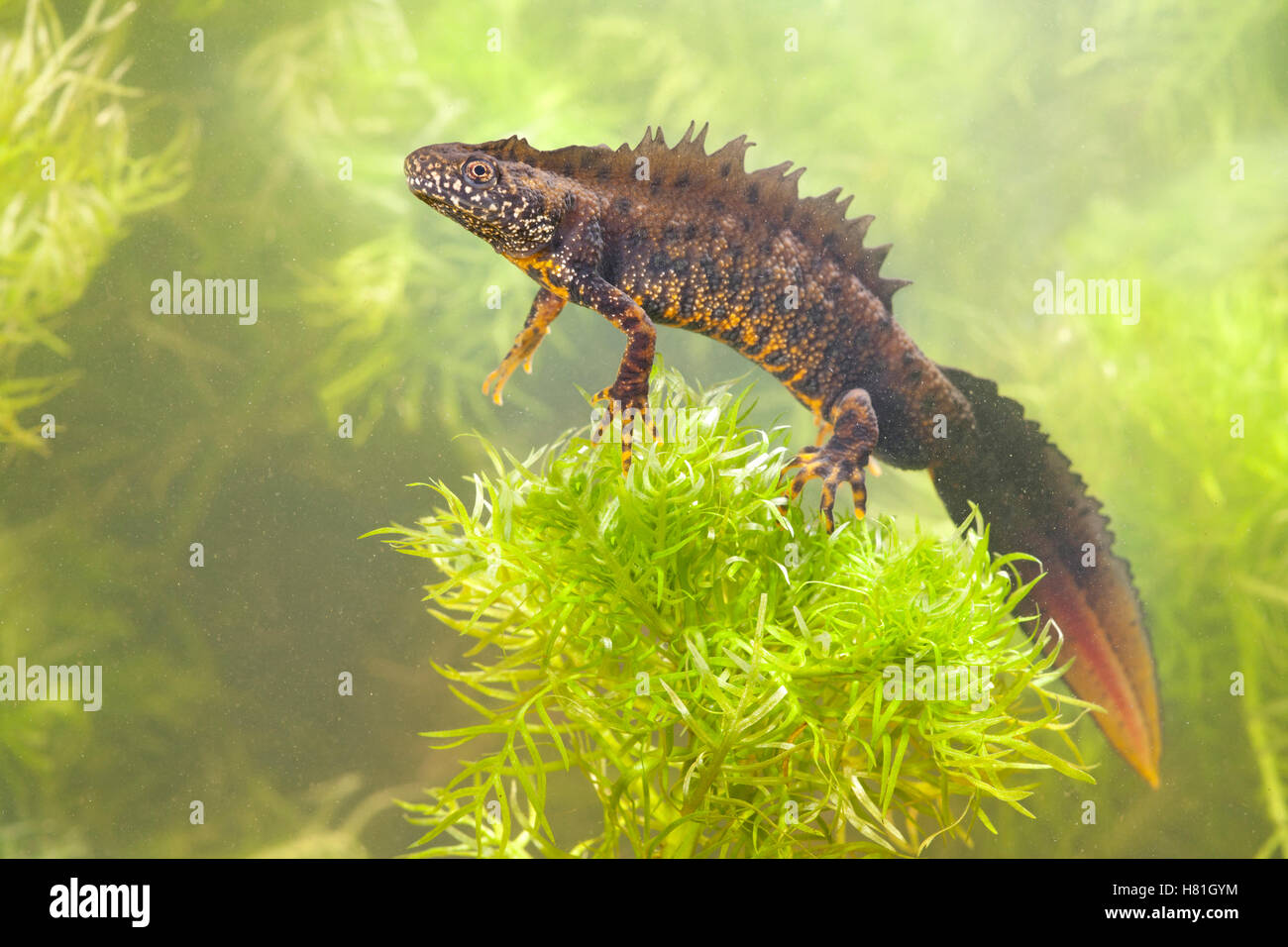 Great Crested Newt (Triturus cristatus) male swimming among aquatic ...