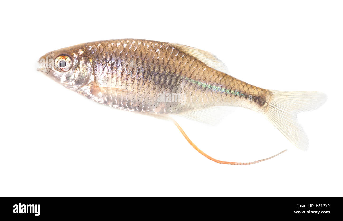 Bitterling (Rhodeus sericeus) female, Ooijpolder, Netherlands Stock ...