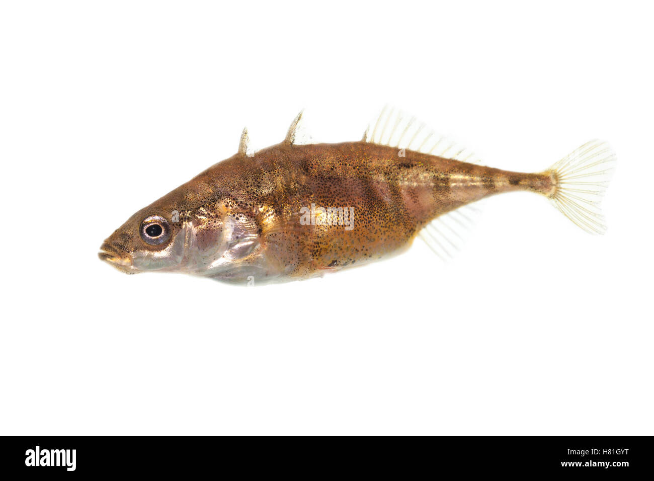 Three-spined Stickleback (Gasterosteus aculeatus) female, Nijmegen ...