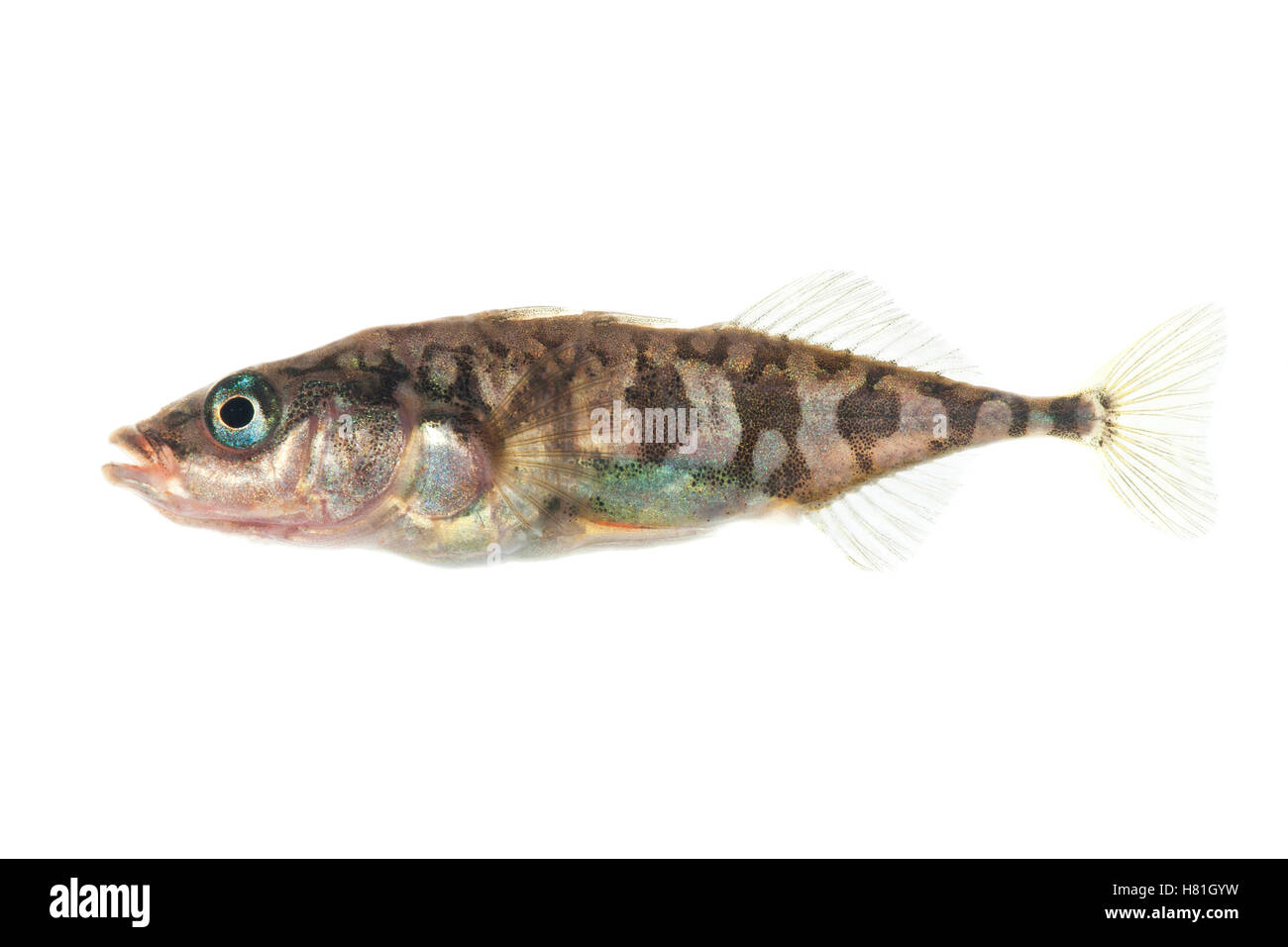 Three-spined Stickleback (Gasterosteus aculeatus) male, Nijmegen ...