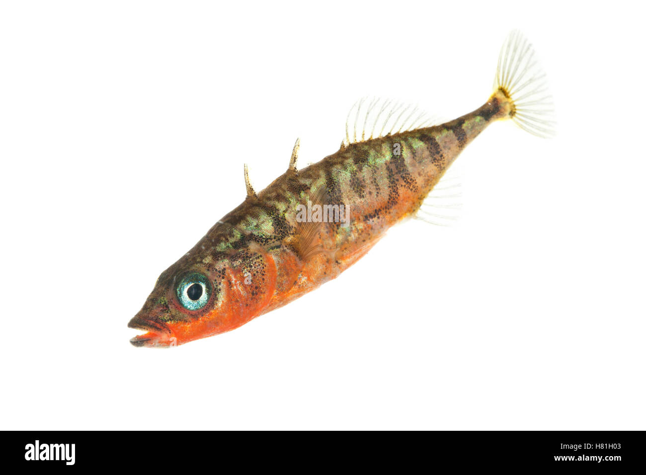 Three-spined Stickleback (Gasterosteus aculeatus) male, Nijmegen ...