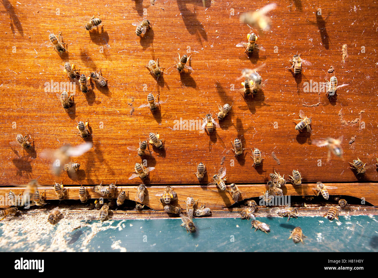 Honey Bee (Apis mellifera) colony at a beehive, Deventer, Netherlands ...