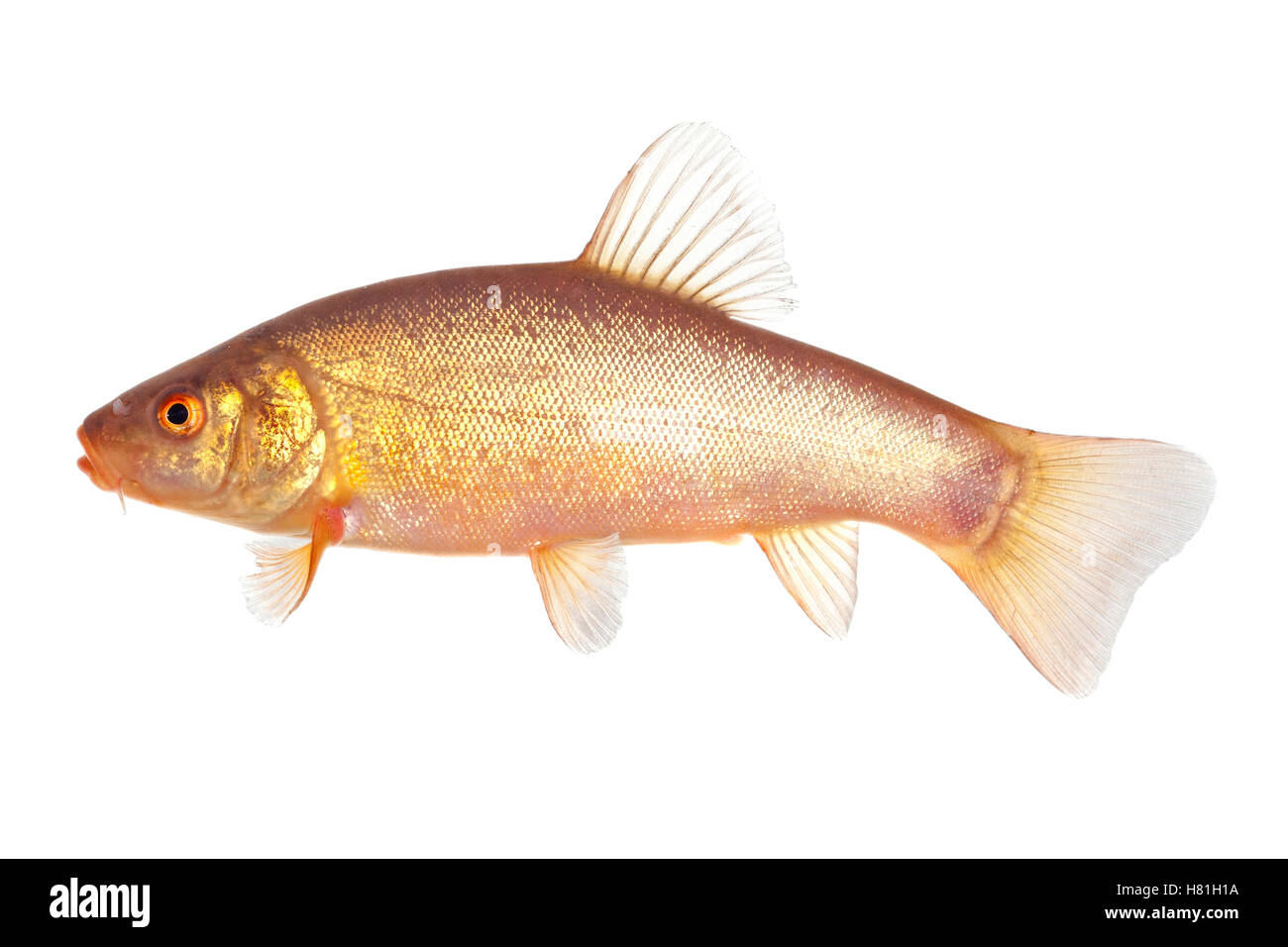 Tench (Tinca tinca), Netherlands Stock Photo - Alamy