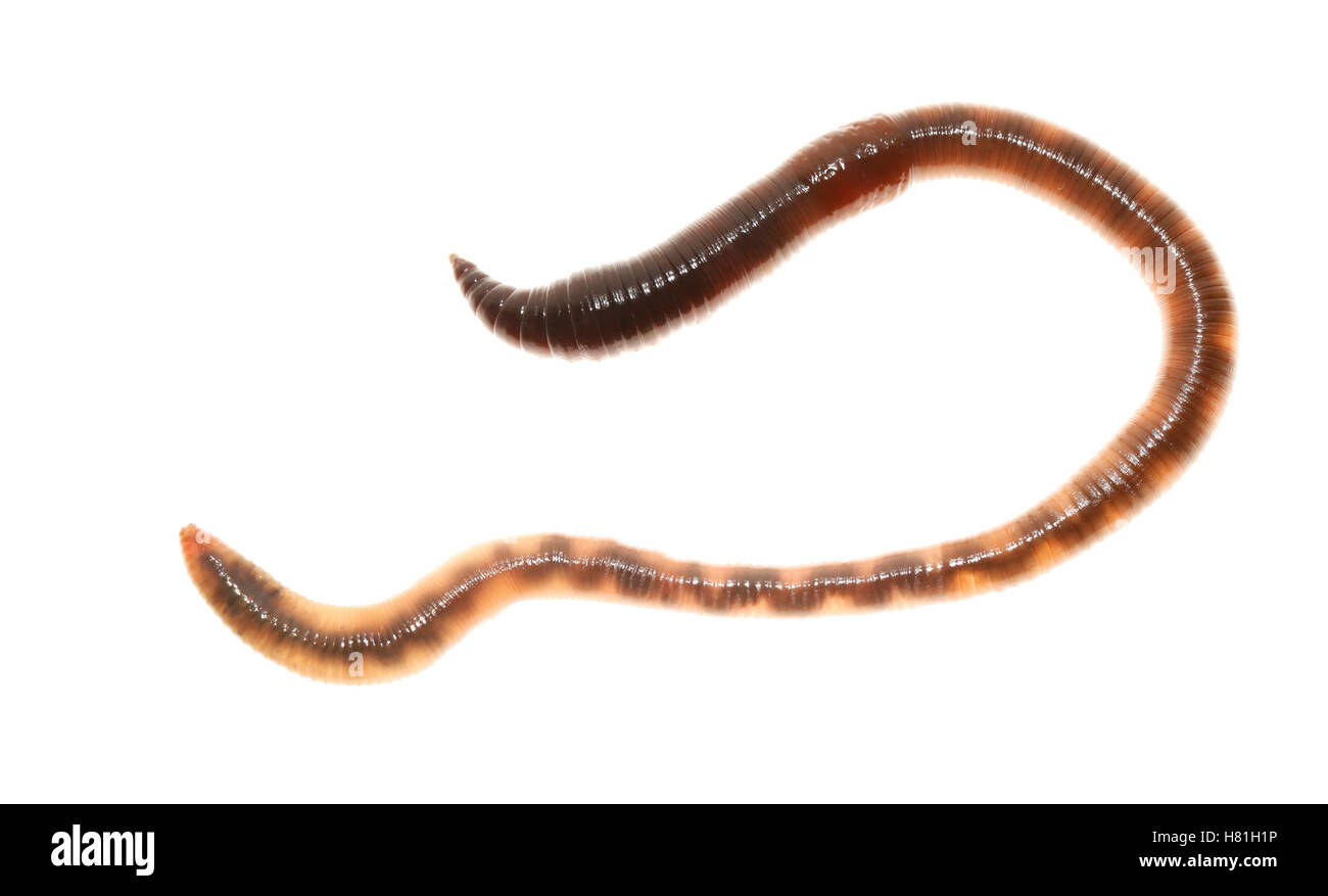 Common Earthworm (Lumbricus terrestris), Nijmegen, Netherlands Stock ...
