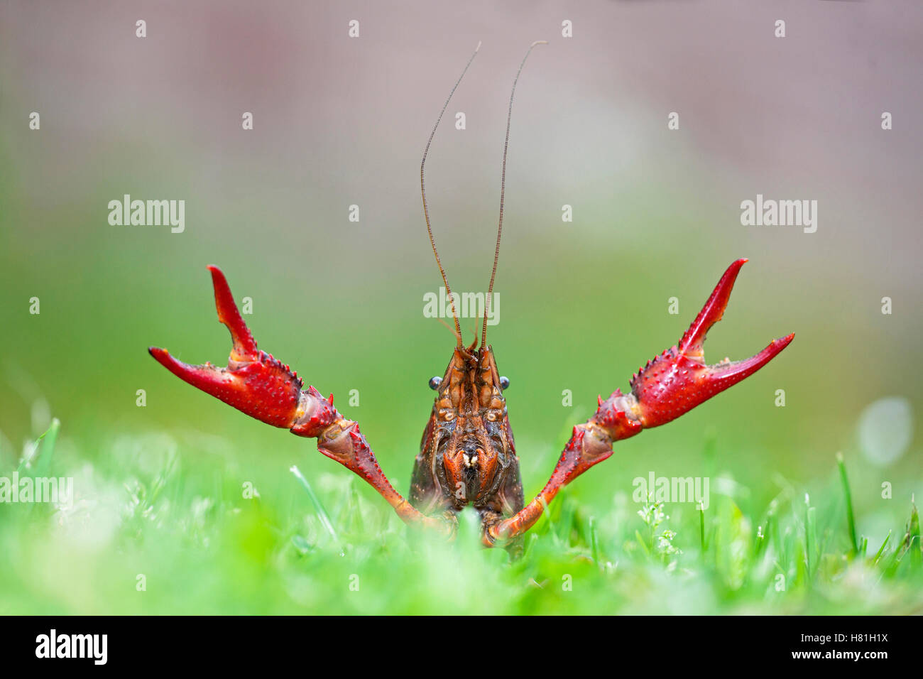 Louisiana Crayfish (Procambarus clarkii) raising claws in defensive ...