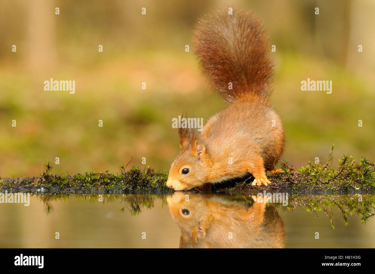 Eurasian Red Squirrel (Sciurus vulgaris) drinking, Veluwe, Netherlands ...