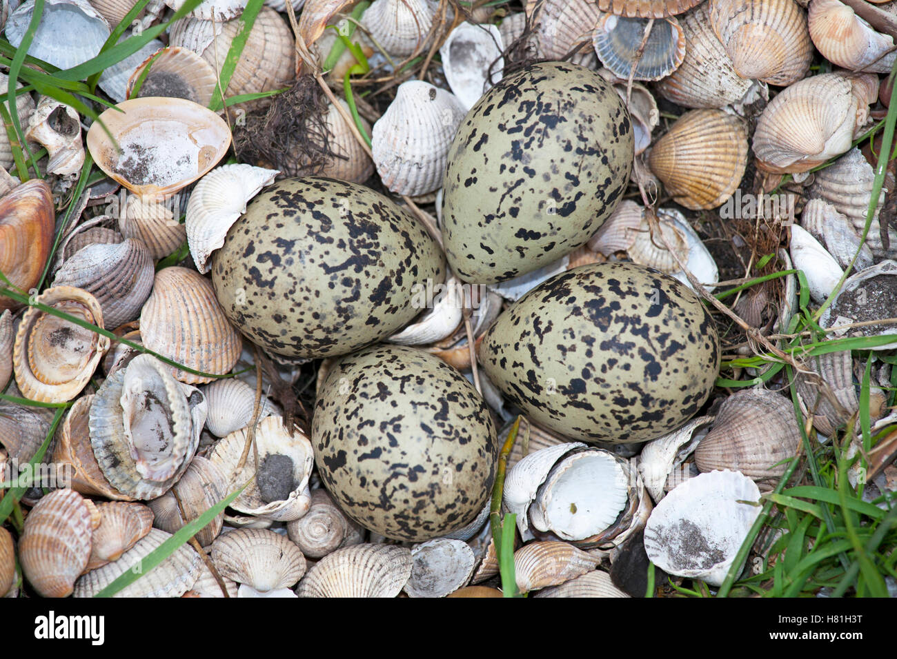 Pied Avocet (Recurvirostra avosetta) nest with four eggs on shells ...