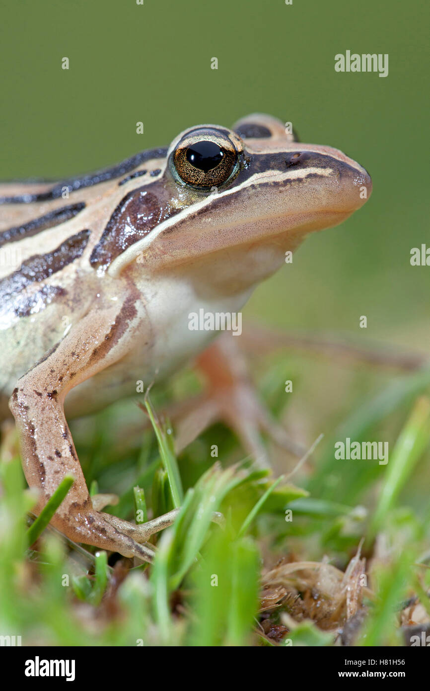 African Striped Stream Frog (Strongylopus fasciatus), Drakensberg ...