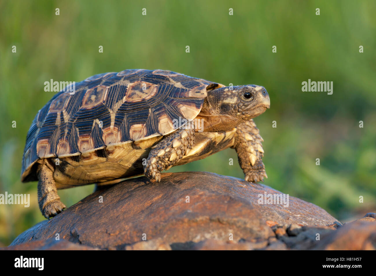 Bell's Hinge-back Tortoise (Kinixys belliana), Hluhluwe-iMfolozi Park ...