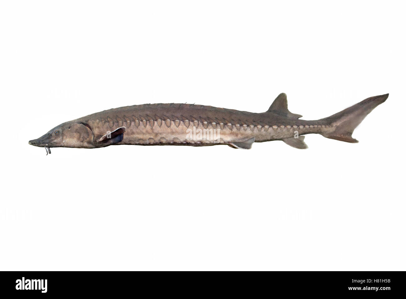 Atlantic Sturgeon (Acipenser sturio), Nijmegen, Netherlands Stock Photo ...