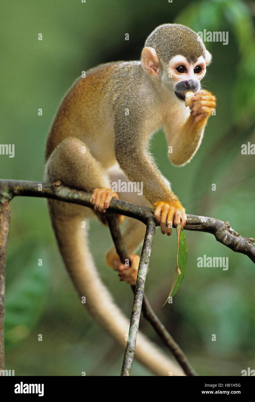 South American Squirrel Monkey (Saimiri sciureus) feeding, Brazil Stock ...