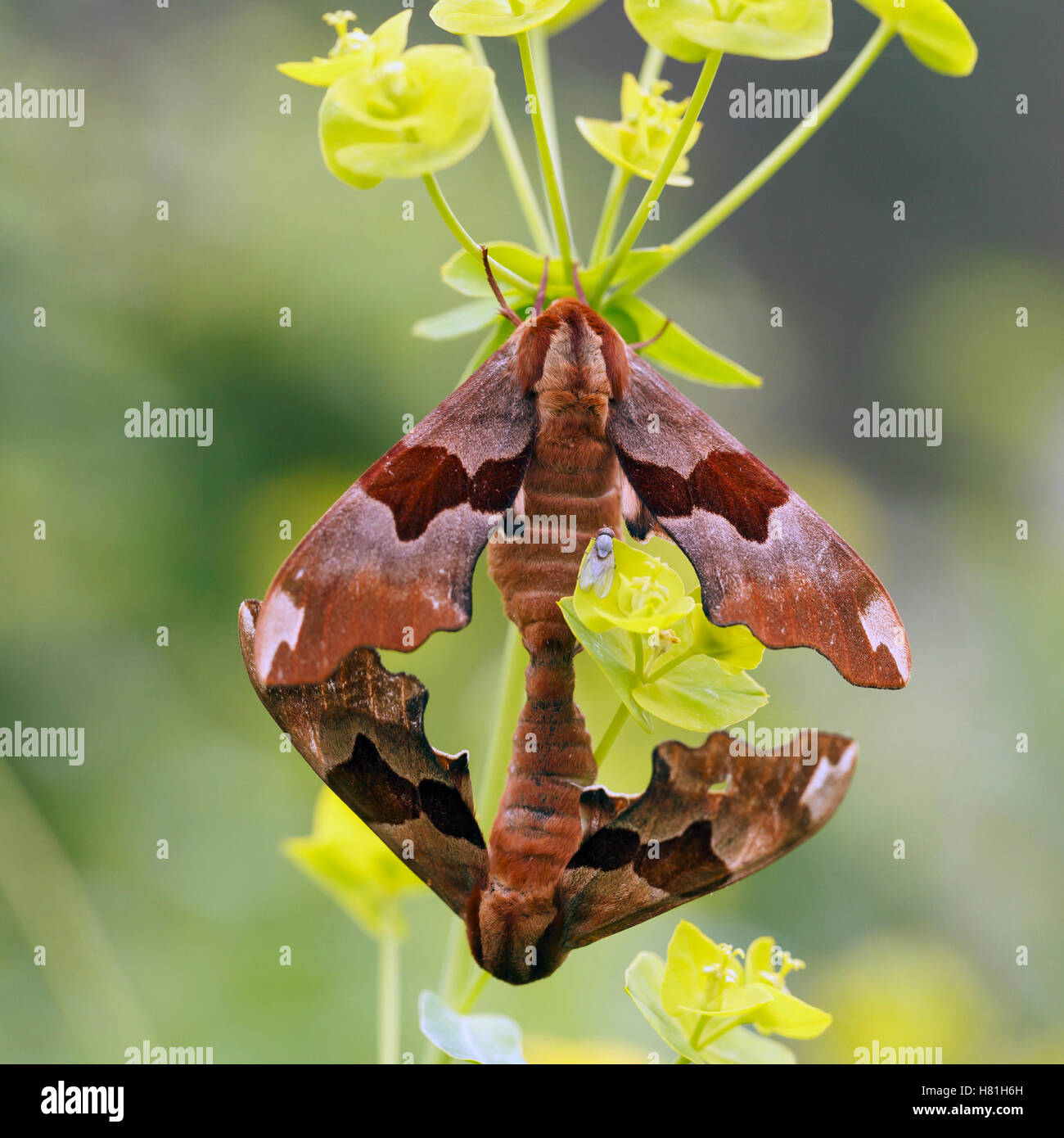 Lime Hawk Moth (Mimas tiliae) pair mating, Borjomi, Georgia Stock Photo ...