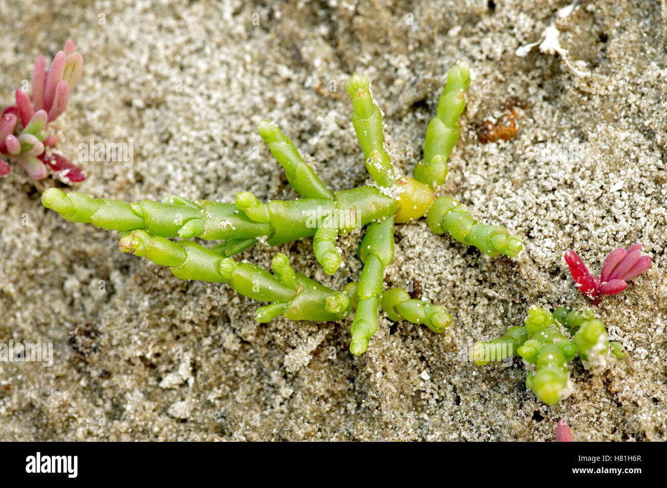 Common Glasswort (Salicornia europaea), Veere, Netherlands Stock Photo ...