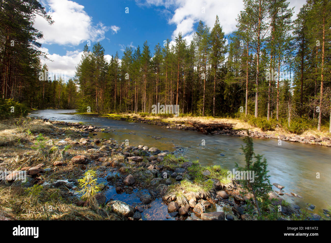 River flowing through a forest, Suomussalmi, Finland Stock Photo - Alamy