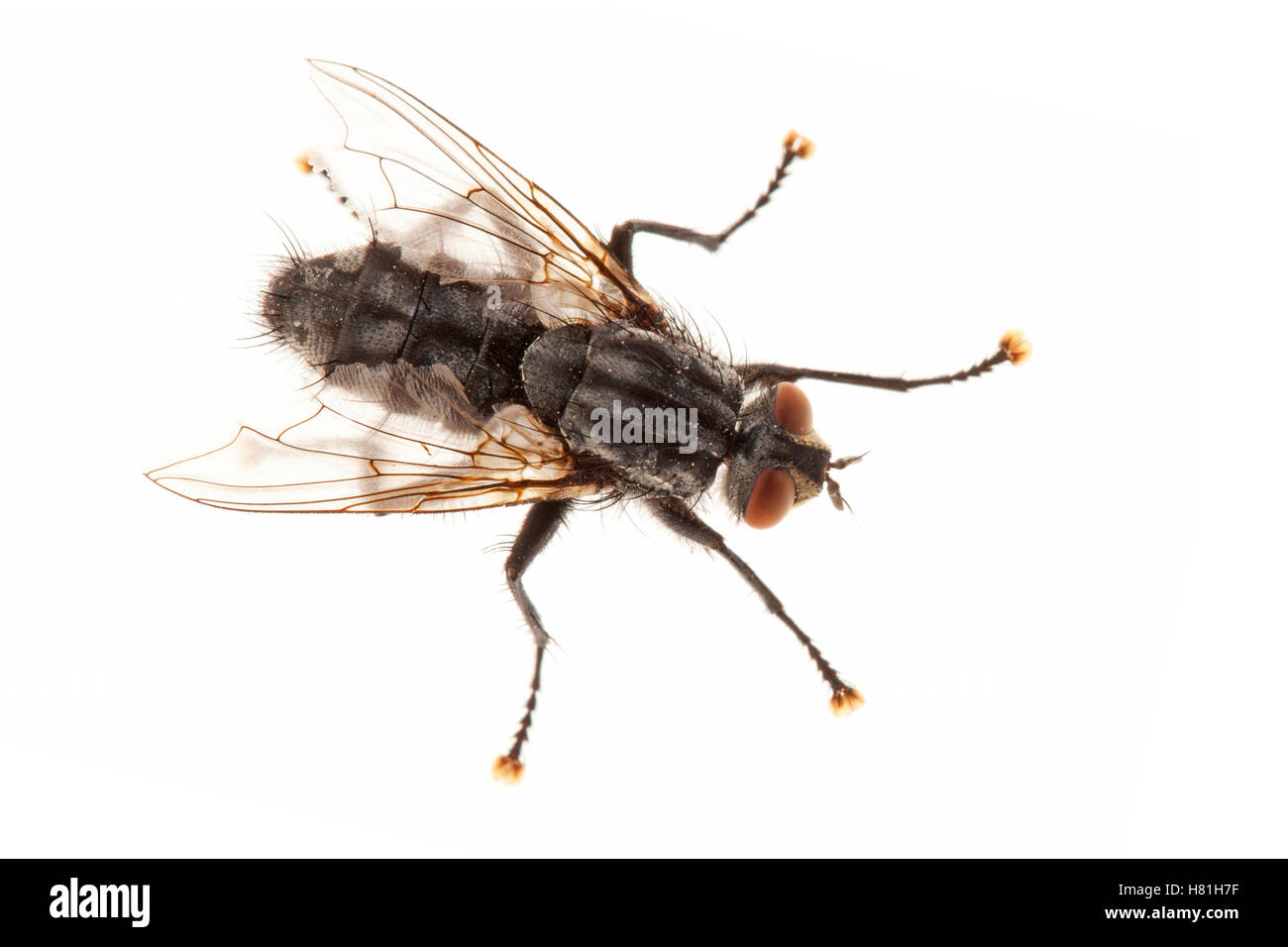 Grey Flesh Fly (Sarcophaga carnaria), Broek op Langedijk, Netherlands ...