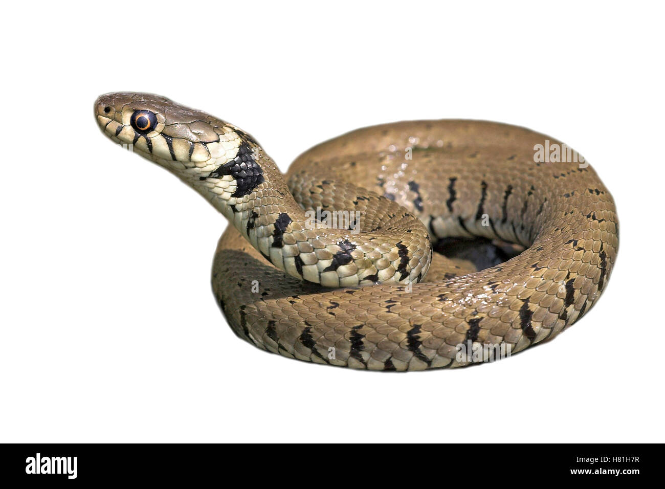 Grass Snake (Natrix natrix), La Brenne, France Stock Photo - Alamy