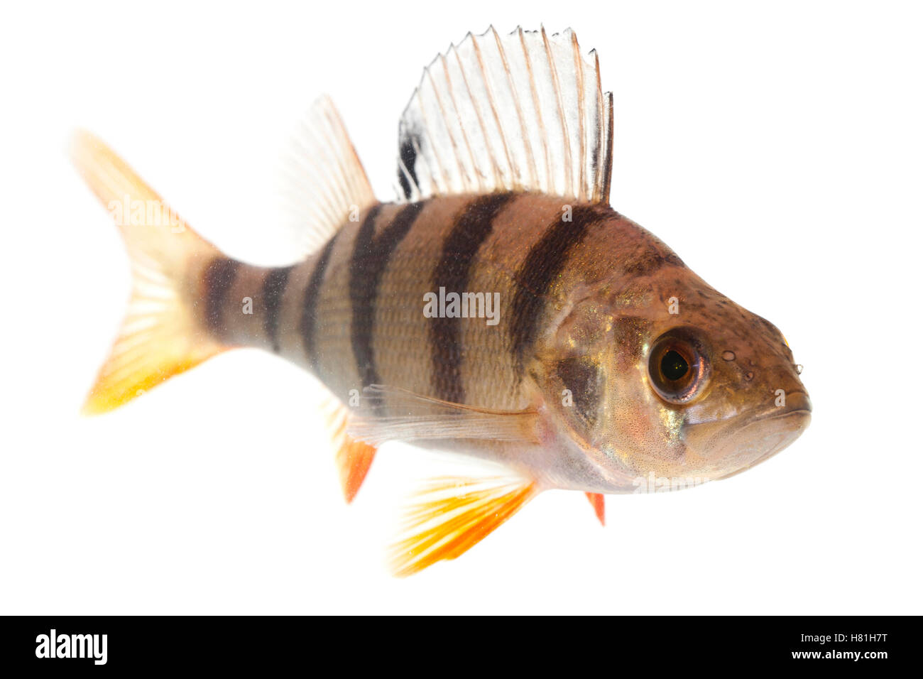 English Perch (Perca fluviatilis), Netherlands Stock Photo - Alamy
