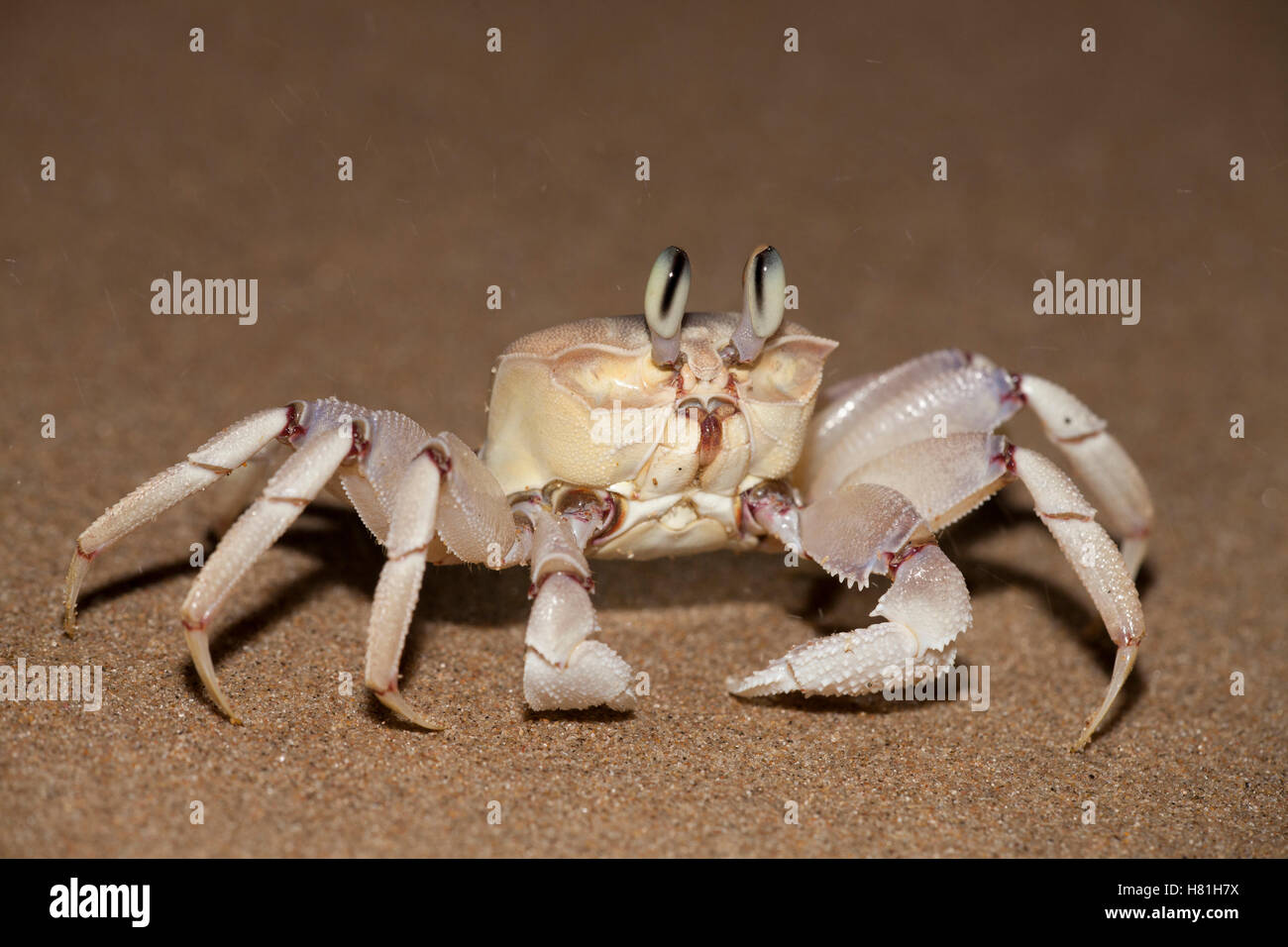 Ghost Crab (Ocypode sp) on beach, Saint Lucia, South Africa Stock Photo ...