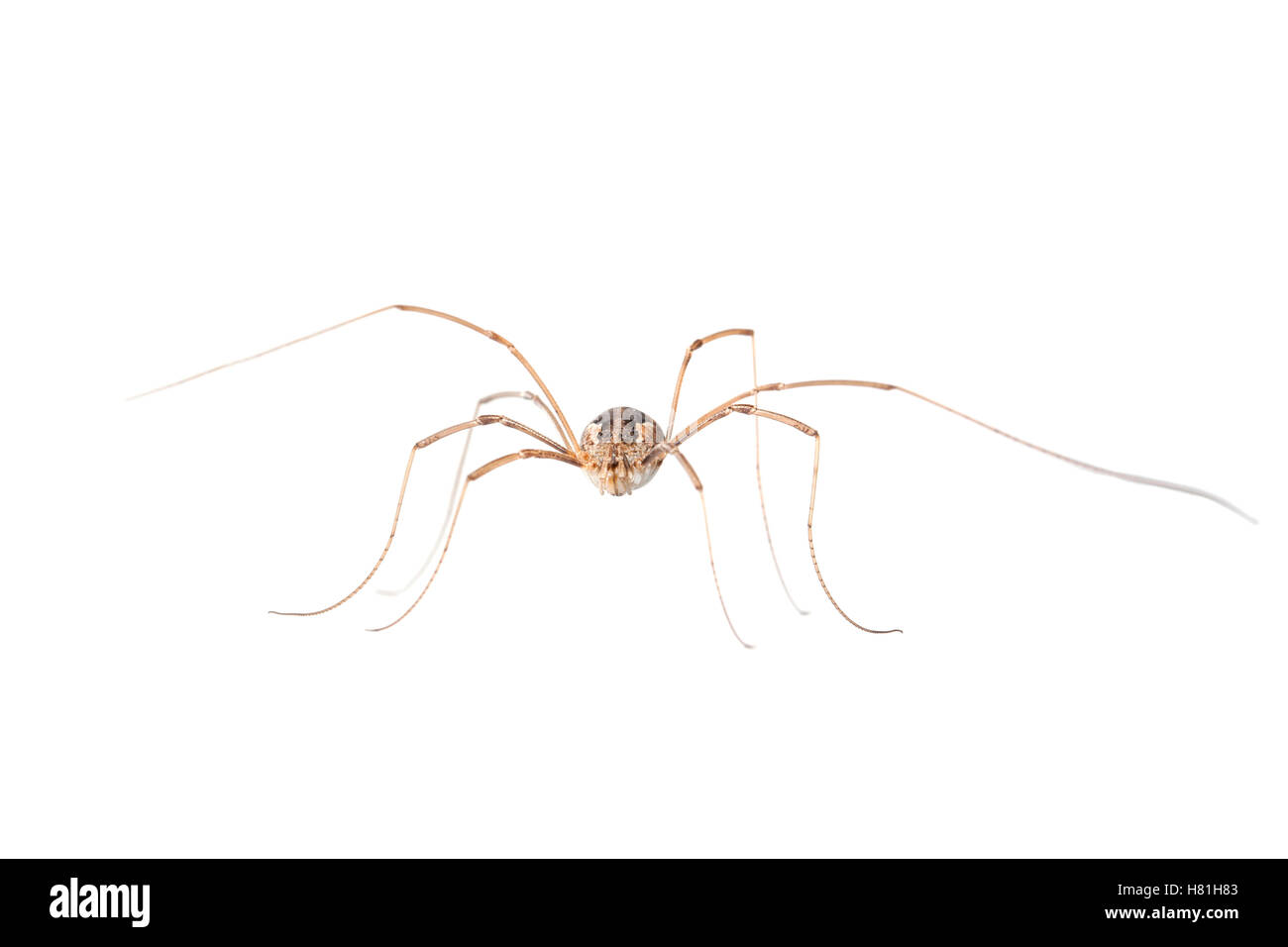 European Harvestman (Phalangium opilio), Nijmegen, Netherlands Stock ...