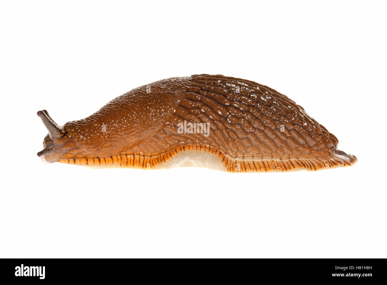 Chocolate Arion (Arion rufus) slug, Nijmegen, Netherlands Stock Photo ...