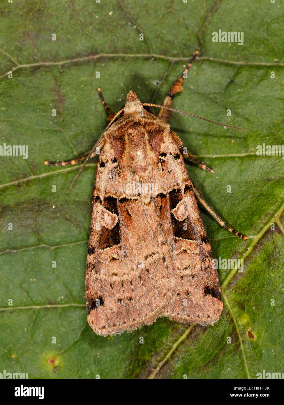 Double Square-spot (Xestia triangulum) moth, Groningen, Netherlands ...