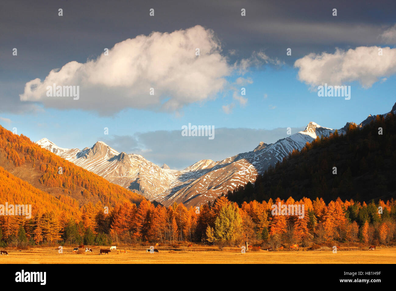 European Larch (Larix decidua) forest and mountain range, Ecrins ...