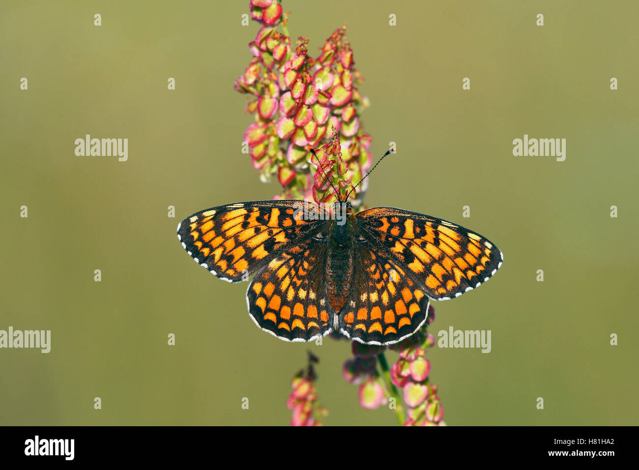 Knapweed Fritillary (Melitaea phoebe) butterfly, Indre, France Stock ...