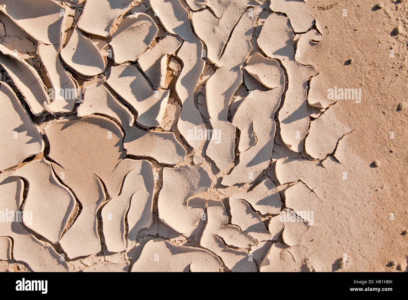 Mud drying during drought, Overijssel, Netherlands Stock Photo - Alamy