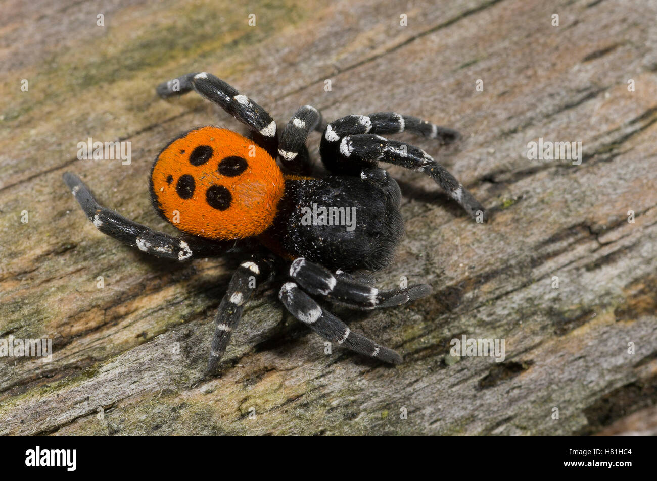 Ladybird Spider (Eresus sandaliatus), Hoge Veluwe National Park ...