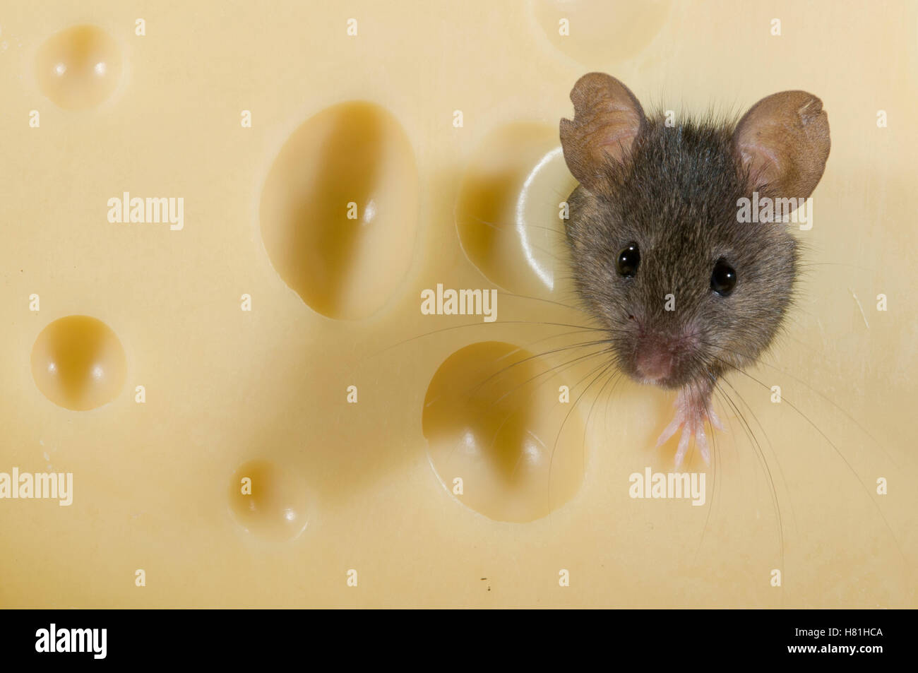 House Mouse (Mus musculus) in block of cheese, Ede, Netherlands Stock ...