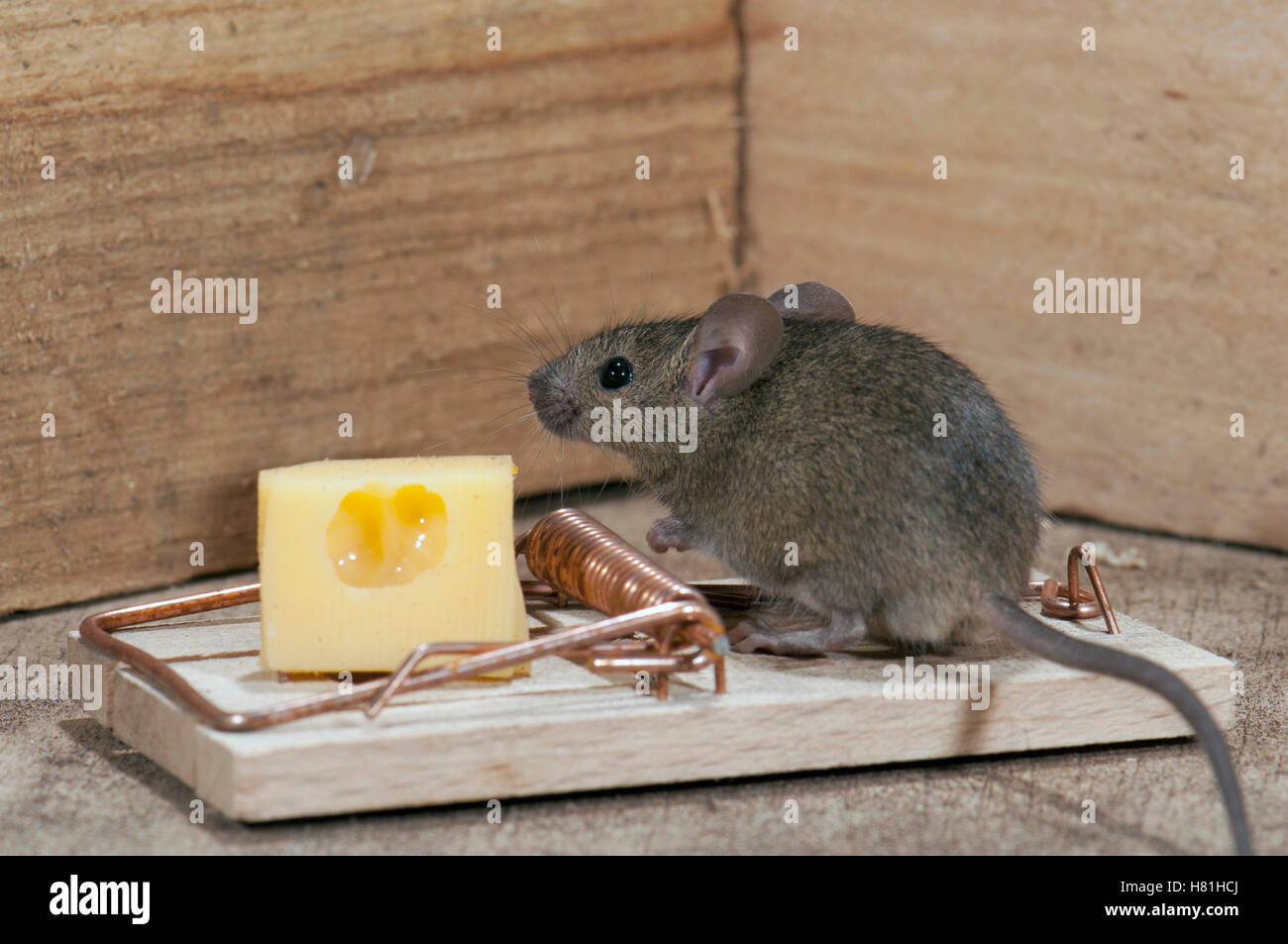 House Mouse (Mus musculus) sitting on a trap baited with cheese, Arnhem ...