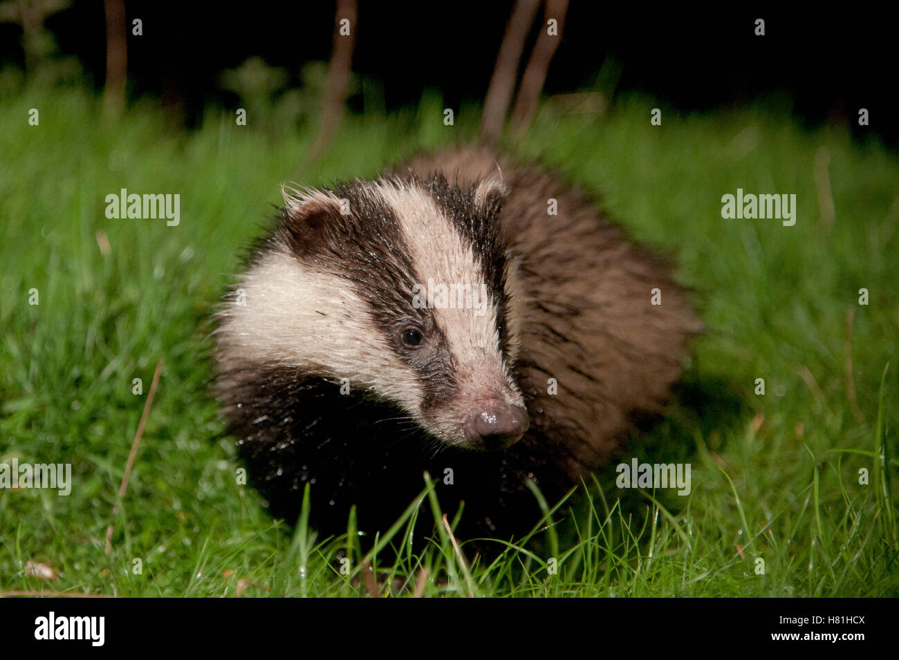 Eurasian Badger (Meles meles), England Stock Photo - Alamy