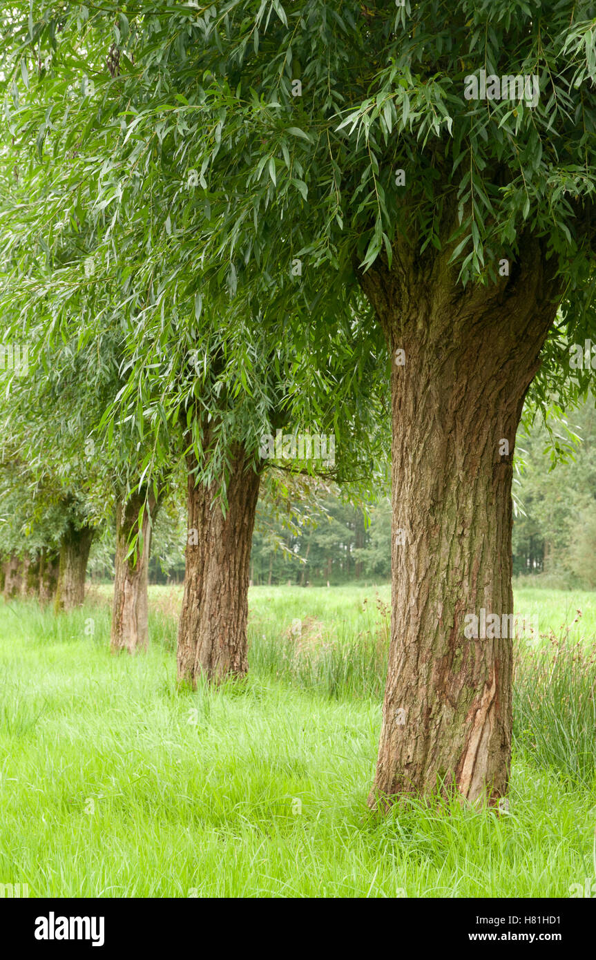 Willow (Salix sp) trees planted in a row as a windbreak, Woudrichem ...