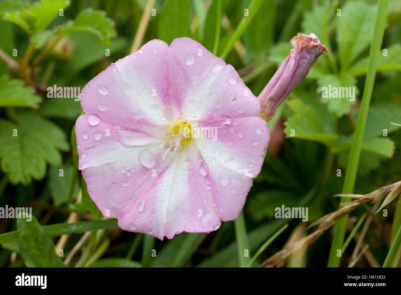 Field Bindweed (Convolvulus arvensis) flower, Olst, Netherlands Stock ...
