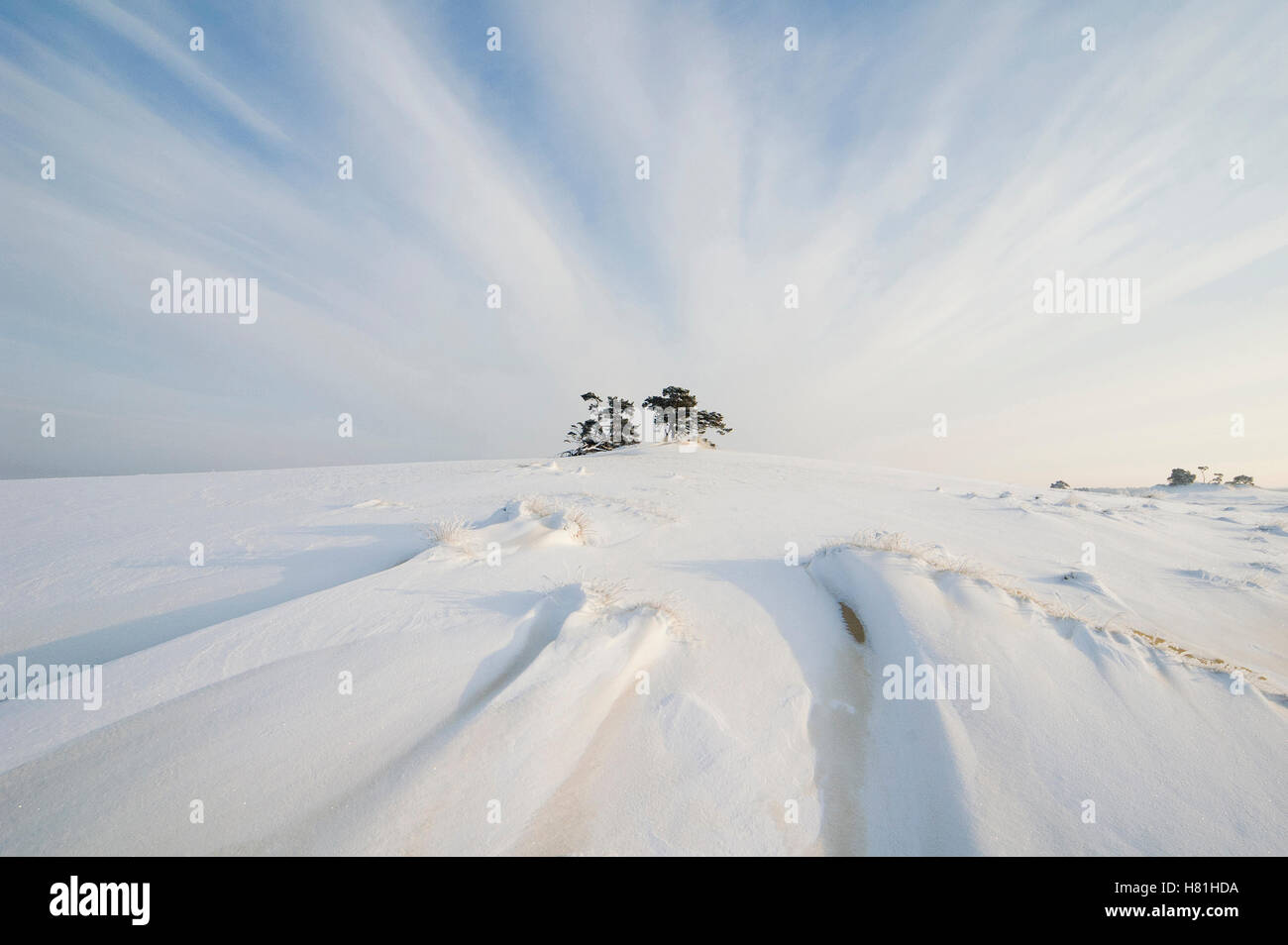 Snow over sand dunes, Barneveld, Netherlands Stock Photo - Alamy