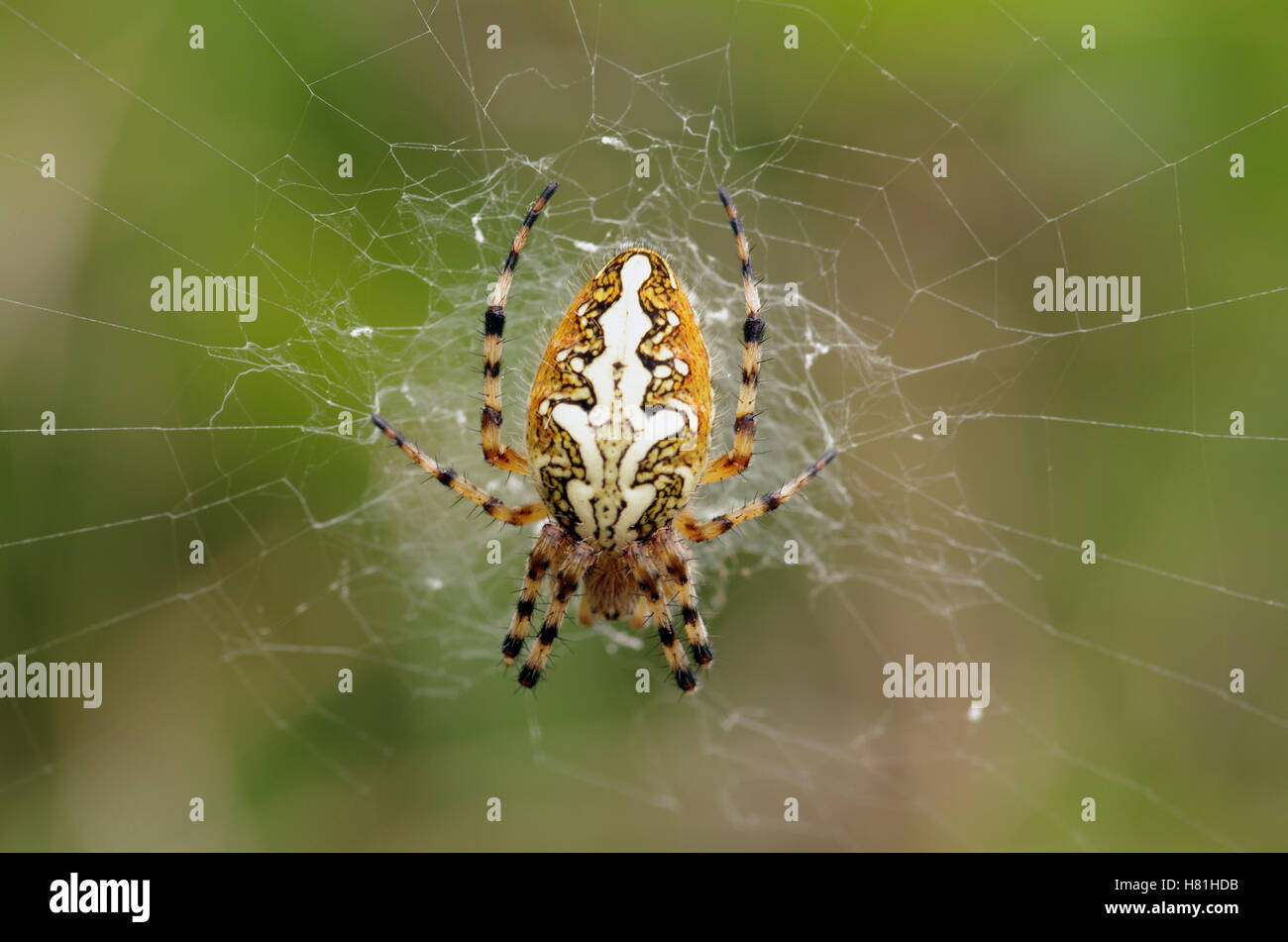 Oak Spider (Aculepeira ceropegia), Aisa, Spain Stock Photo - Alamy