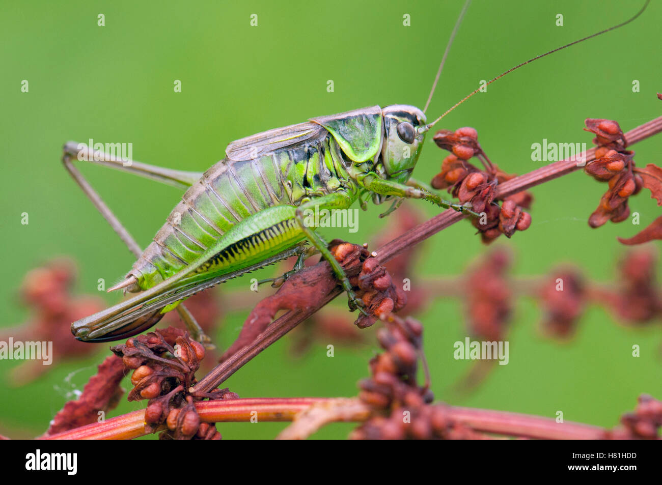 Roesel's Bush-cricket (Metrioptera roeseli), Arnhem, Netherlands Stock ...