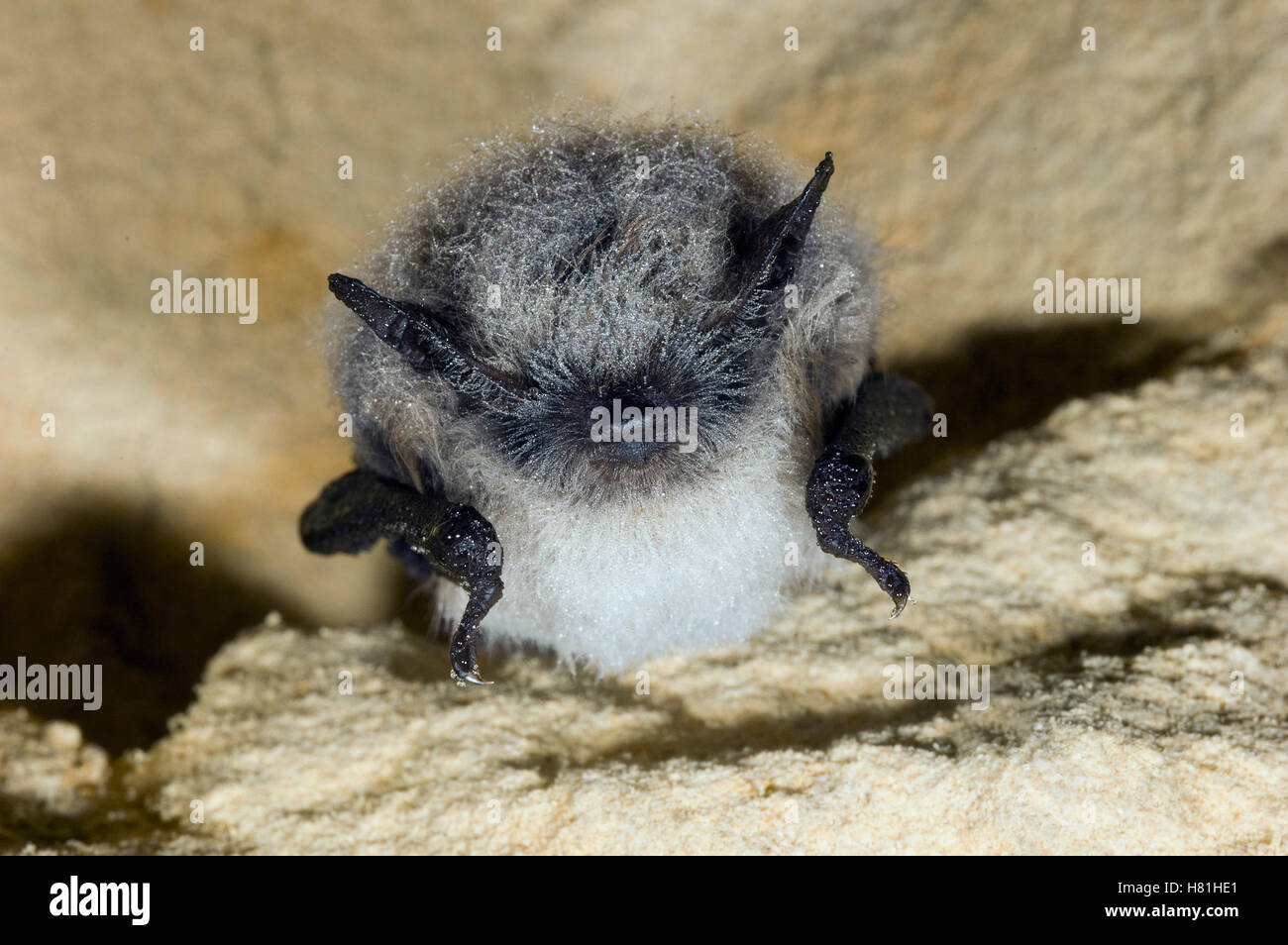 Whiskered Bat (Myotis mystacinus) hibernating in limestone quarry ...