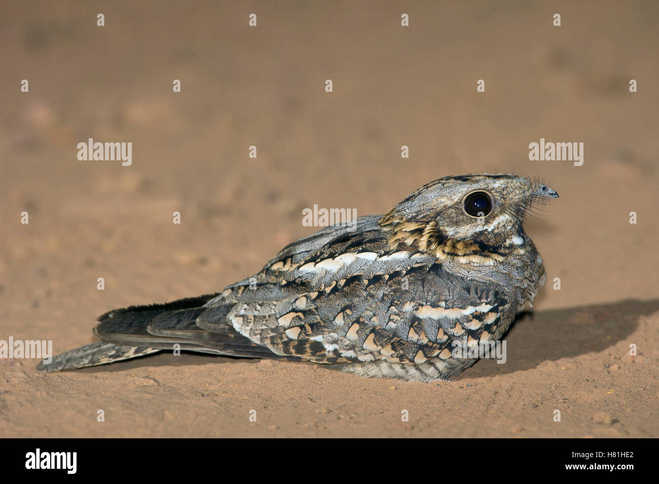Red necked nightjar caprimulgus ruficollis hi-res stock photography and ...